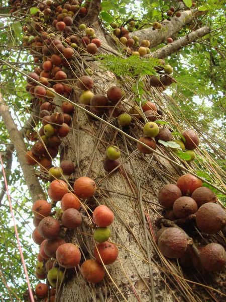 Water Project - Biodiversity Study : Flora of Sungai Way